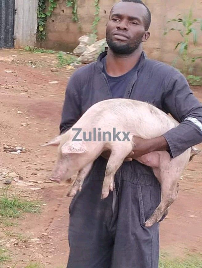 Emmanuel Ugwu on LinkedIn: #pigfarming #agriculture Emmanuel Ugwu on LinkedIn: #pigfarming #agriculture