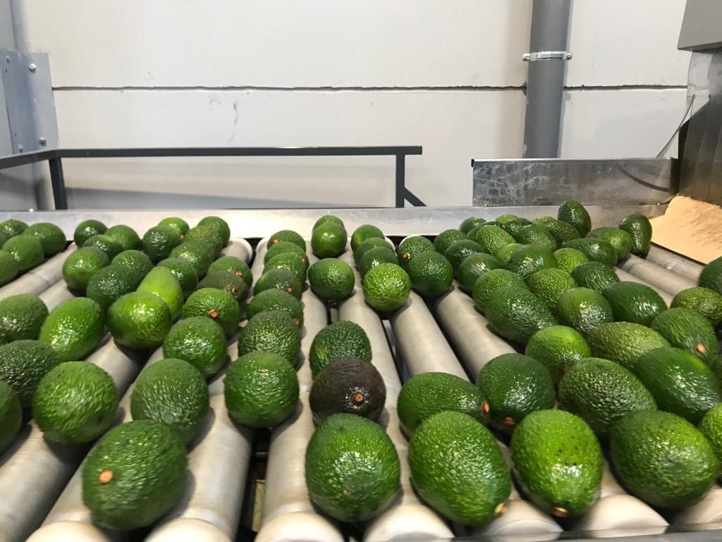 Yagyita Sharma on LinkedIn: #food_sorting_machine #food #sorting # ... Yagyita Sharma on LinkedIn: #food_sorting_machine #food #sorting # ...