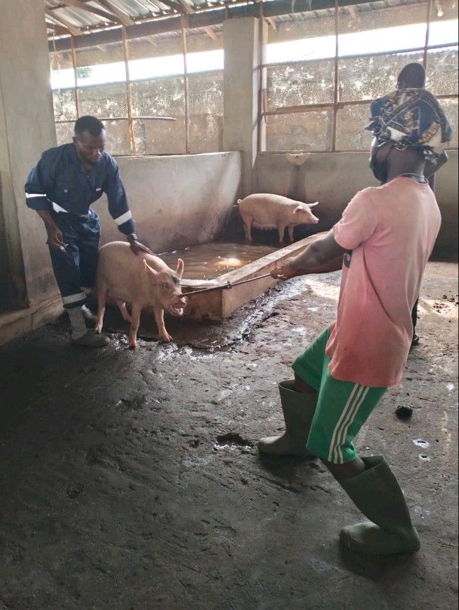 Emmanuel Ugwu on LinkedIn: #pigfarming Emmanuel Ugwu on LinkedIn: #pigfarming