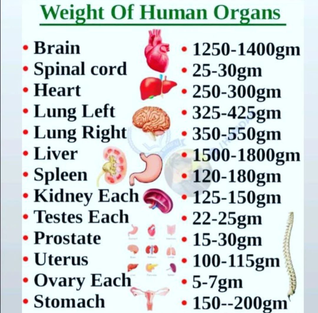 Shreyash Jaiswal on LinkedIn: #weightoforgans #weight #brain # ... Shreyash Jaiswal on LinkedIn: #weightoforgans #weight #brain # ...