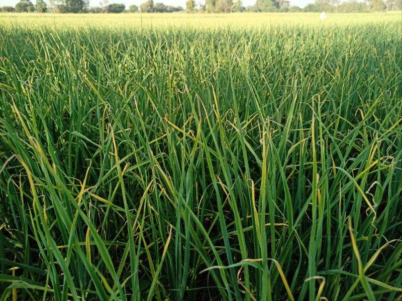 Adityaraj Singh Sisodiya on LinkedIn: #garlic #disease # ... Adityaraj Singh Sisodiya on LinkedIn: #garlic #disease # ...