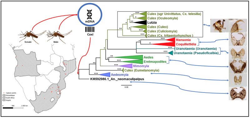 Diversity MDPI on LinkedIn: #diversitymdpi #morphological #molecular Diversity MDPI on LinkedIn: #diversitymdpi #morphological #molecular
