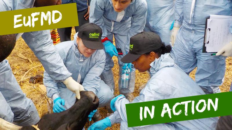 EuFMD on LinkedIn: #fmd #serbian #biosecurity #farms #risk #disease EuFMD on LinkedIn: #fmd #serbian #biosecurity #farms #risk #disease
