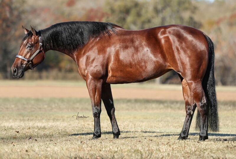 Thrilled to welcome Kachinanic N Whiz (LTE: over $37,000) and her first ... Thrilled to welcome Kachinanic N Whiz (LTE: over $37,000) and her first ...