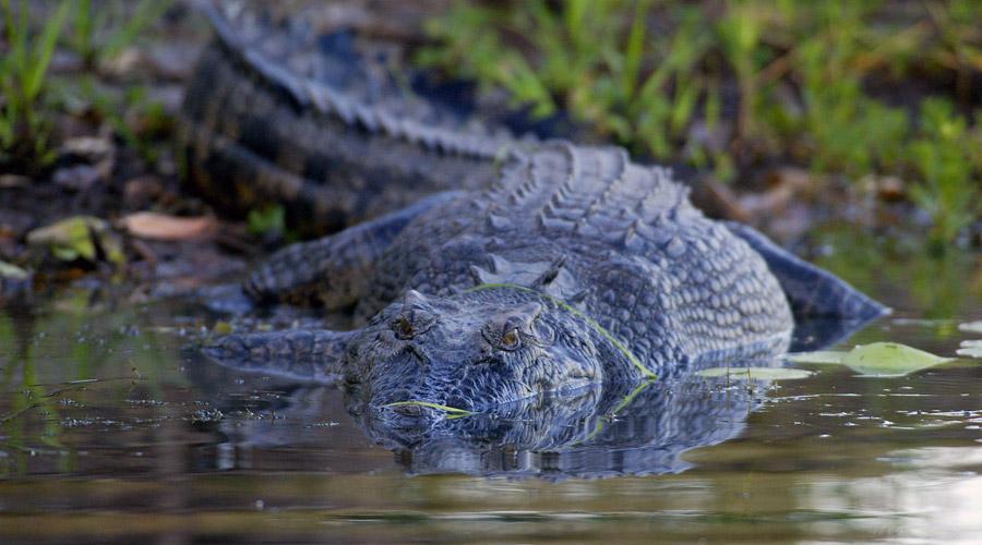 IUCN SSC Human-Wildlife Conflict & Coexistence Specialist Group | IUCN ... IUCN SSC Human-Wildlife Conflict & Coexistence Specialist Group | IUCN ...