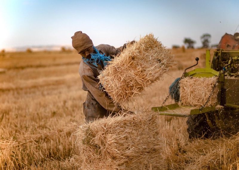 Adane Firde on LinkedIn: Harvesting Season at Arsi . . . Commissioned ... Adane Firde on LinkedIn: Harvesting Season at Arsi . . . Commissioned ...