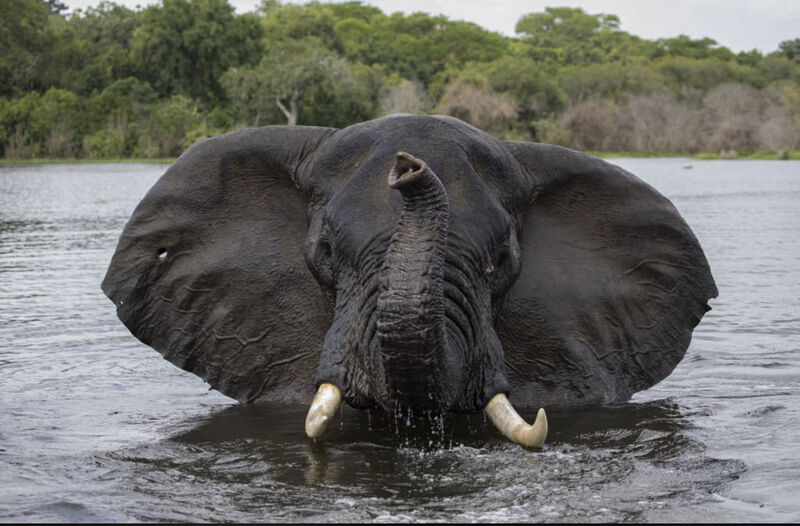 Byarugaba Kevin on LinkedIn: #travel #experience #letsgogorillauganda # ... Byarugaba Kevin on LinkedIn: #travel #experience #letsgogorillauganda # ...