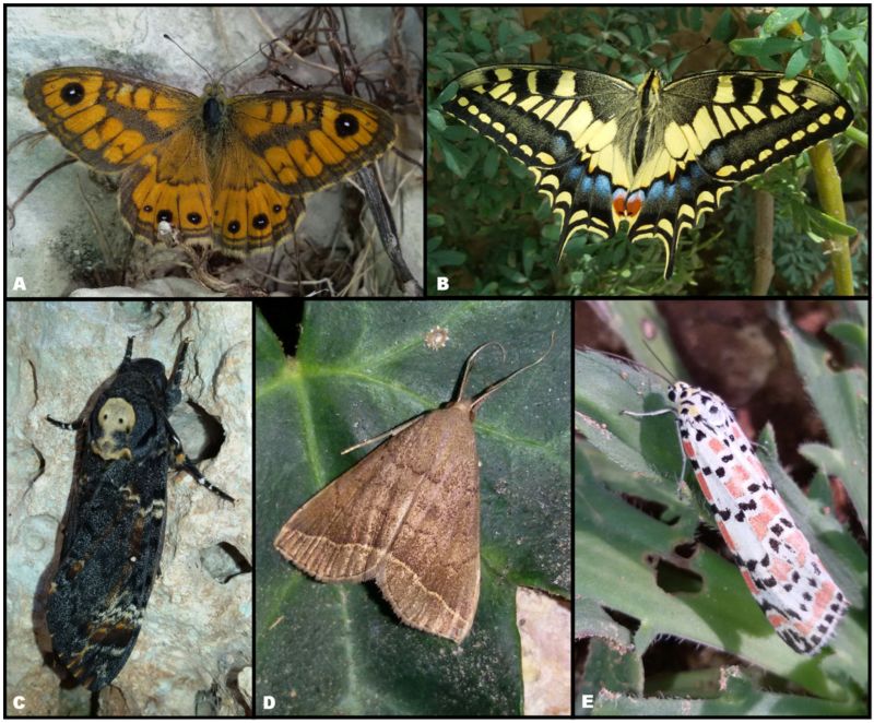 #diversitymdpi #lepidoptera #endemic #diversity | Diversity MDPI #diversitymdpi #lepidoptera #endemic #diversity | Diversity MDPI