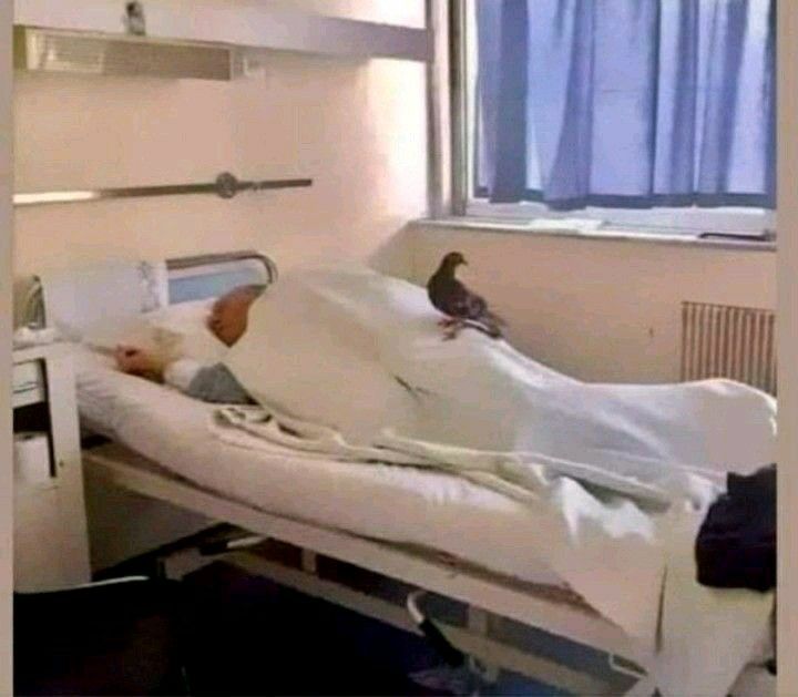 Dev Raj Saini على LinkedIn: #hospital #nurse #animals #respect | ٢٥٨ من ... Dev Raj Saini على LinkedIn: #hospital #nurse #animals #respect | ٢٥٨ من ...