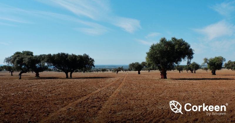 Corkeen by Amorim on LinkedIn: Environmental & Social benefits Corkeen by Amorim on LinkedIn: Environmental & Social benefits