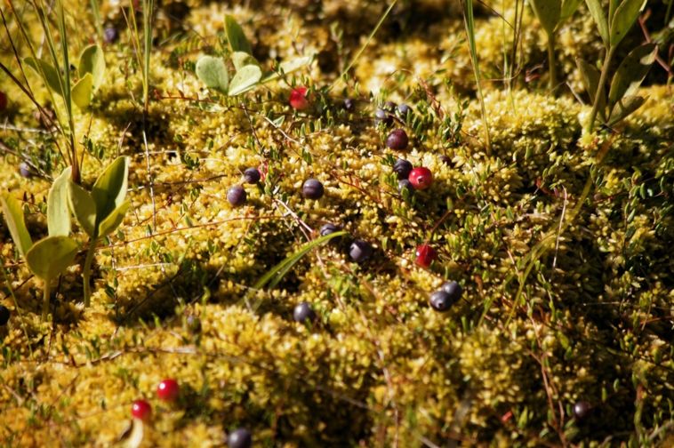 #biodiversity #nature | Coillte #biodiversity #nature | Coillte