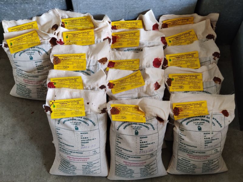 Dr Ankit Chaudhary on LinkedIn: #mustard #breederseed Dr Ankit Chaudhary on LinkedIn: #mustard #breederseed