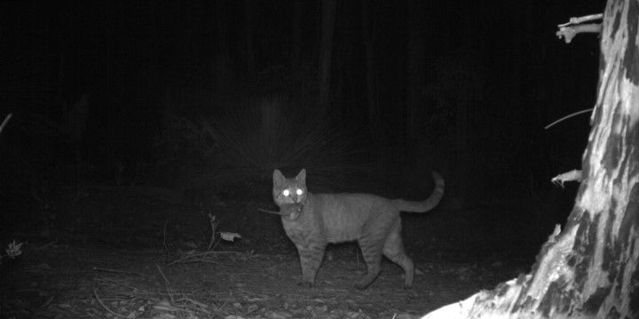 WA Feral Cat Working Group posted on LinkedIn WA Feral Cat Working Group posted on LinkedIn