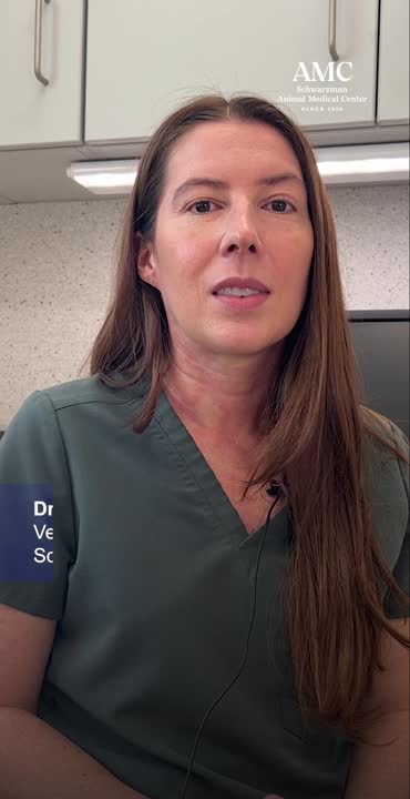 The Schwarzman Animal Medical Center on LinkedIn: Does Chemotherapy ... The Schwarzman Animal Medical Center on LinkedIn: Does Chemotherapy ...