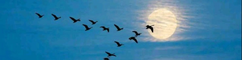 Neha Tomar - Process Associate - IGT Solutions | LinkedIn Neha Tomar - Process Associate - IGT Solutions | LinkedIn