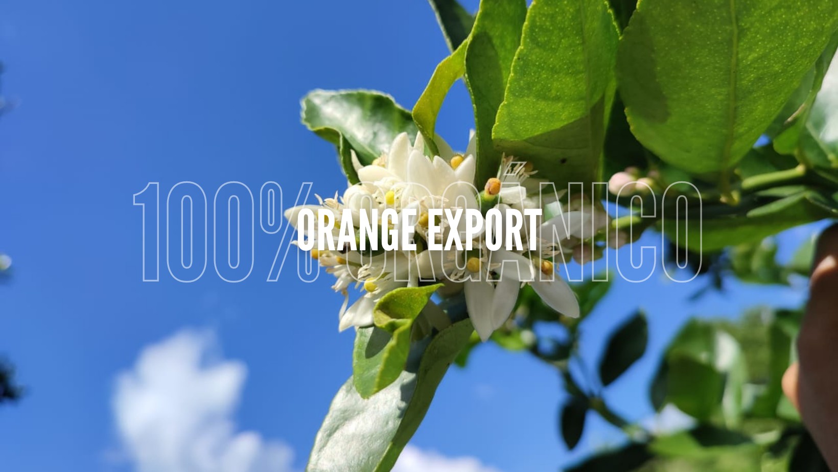Orange Export SAS | LinkedIn Orange Export SAS | LinkedIn
