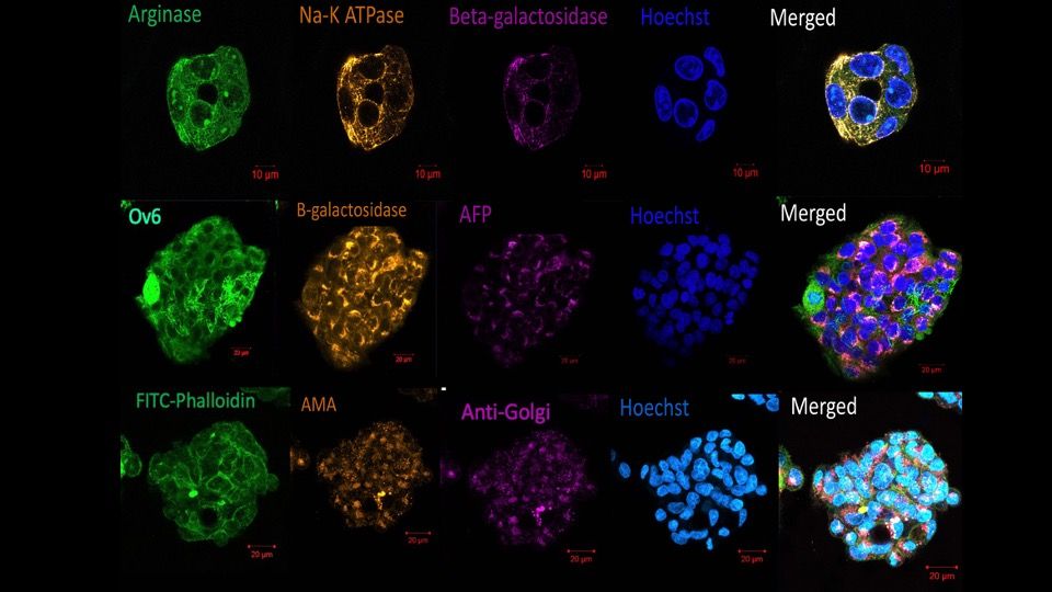 Ranan Aktas on LinkedIn: #labelling #fluorescence #fluorescent # ... Ranan Aktas on LinkedIn: #labelling #fluorescence #fluorescent # ...
