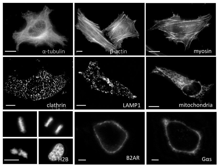 Deep-tissue SWIR imaging using rationally designed small red-shifted ... Deep-tissue SWIR imaging using rationally designed small red-shifted ...