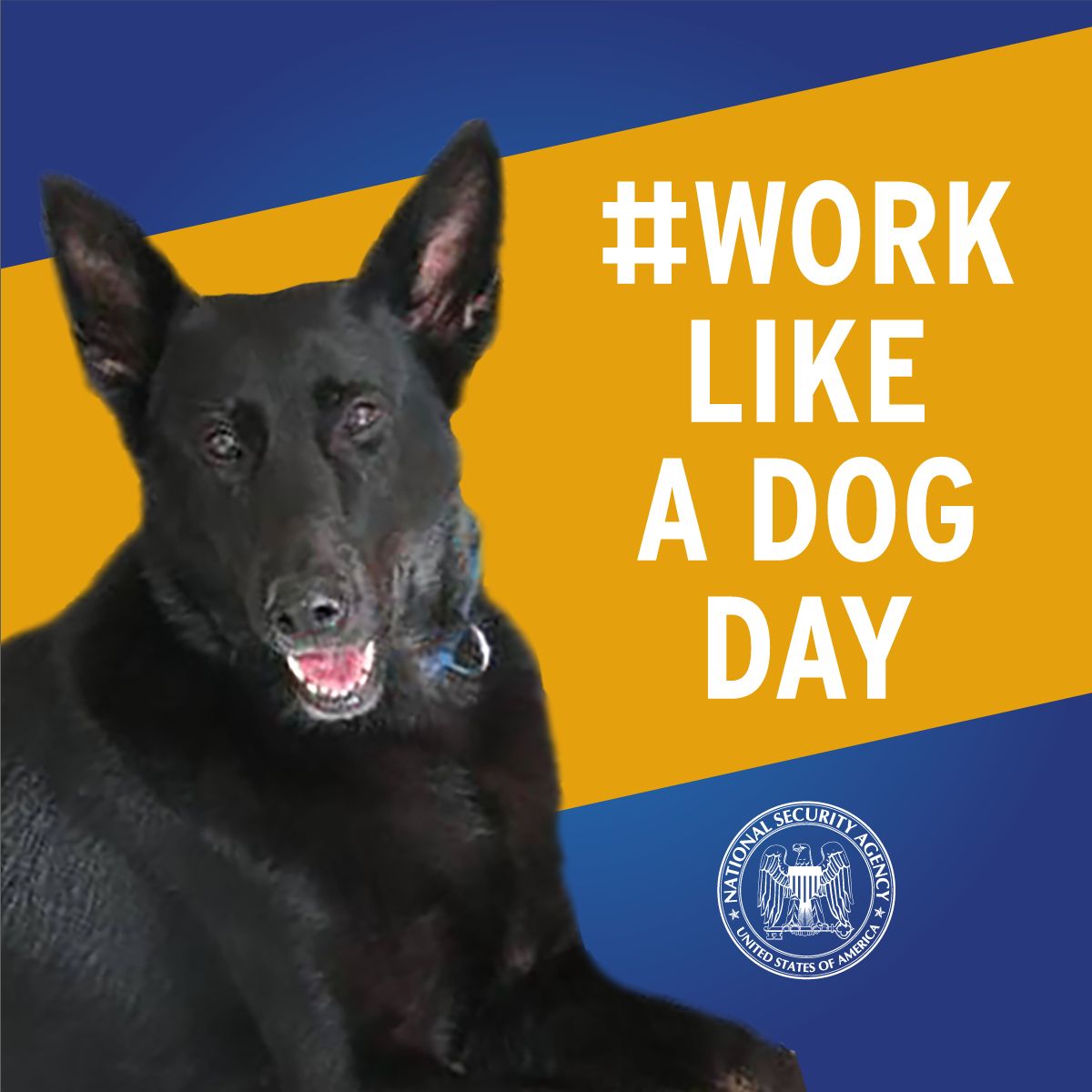 National Security Agency on LinkedIn: #worklikeadog #k9 #k9officer | 13 ... National Security Agency on LinkedIn: #worklikeadog #k9 #k9officer | 13 ...