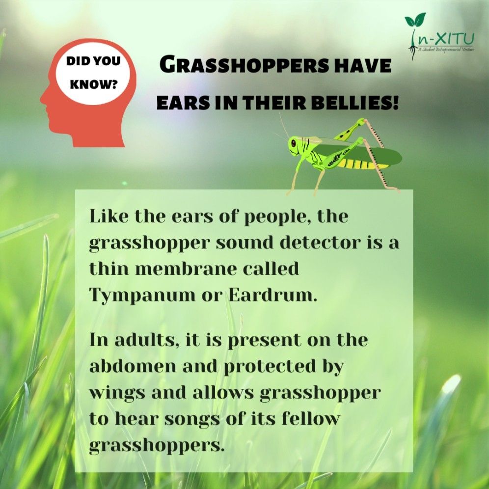 In-XITU on LinkedIn: Grasshoppers have ears in their bellies! The ... In-XITU on LinkedIn: Grasshoppers have ears in their bellies! The ...