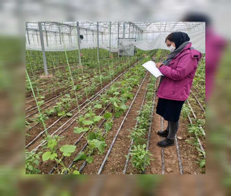 Neda Rafizadeh on LinkedIn: #greenhouse #cucumber Neda Rafizadeh on LinkedIn: #greenhouse #cucumber