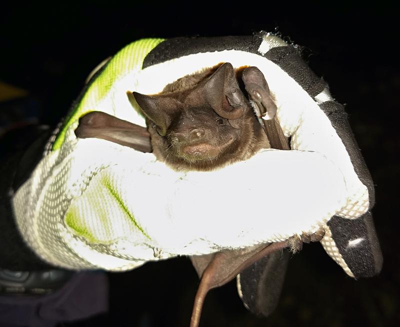 Bat Conservation International on LinkedIn: The FPL Bat Lab at Zoo ... Bat Conservation International on LinkedIn: The FPL Bat Lab at Zoo ...