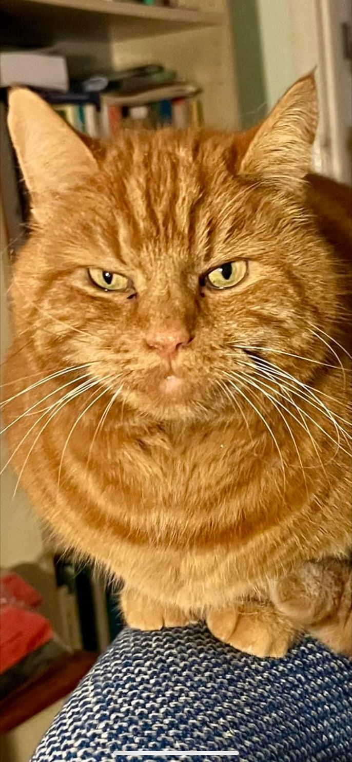 Dr Mike Brass on LinkedIn: My judgy cat. | 16 comments Dr Mike Brass on LinkedIn: My judgy cat. | 16 comments