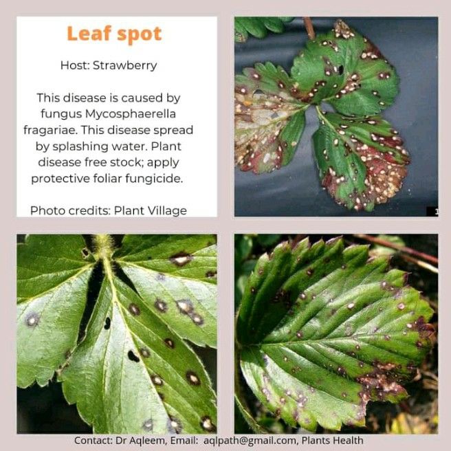 #leaf | Dr. Amit Kumar Maurya #leaf | Dr. Amit Kumar Maurya