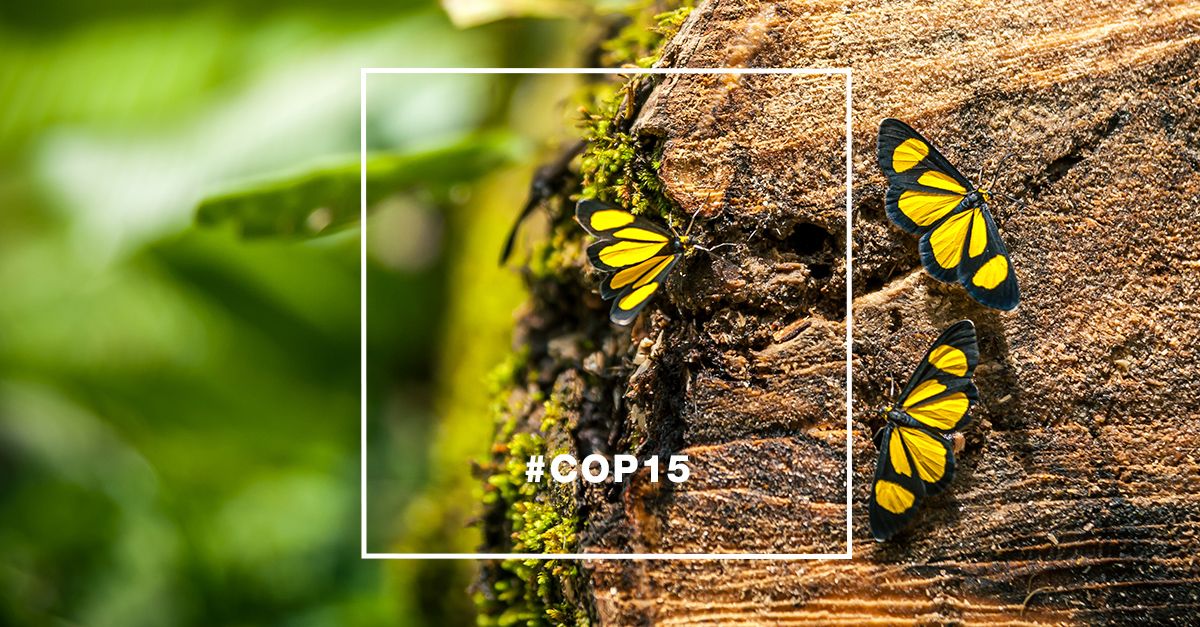 Frederic Helbling on LinkedIn: COP 15: Historic agreement beats ... Frederic Helbling on LinkedIn: COP 15: Historic agreement beats ...