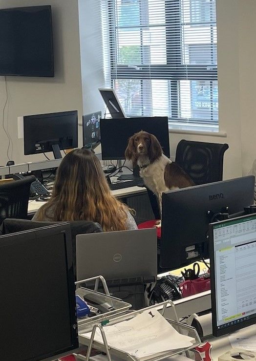 #redstor #officedogs | Gareth Dyson #redstor #officedogs | Gareth Dyson