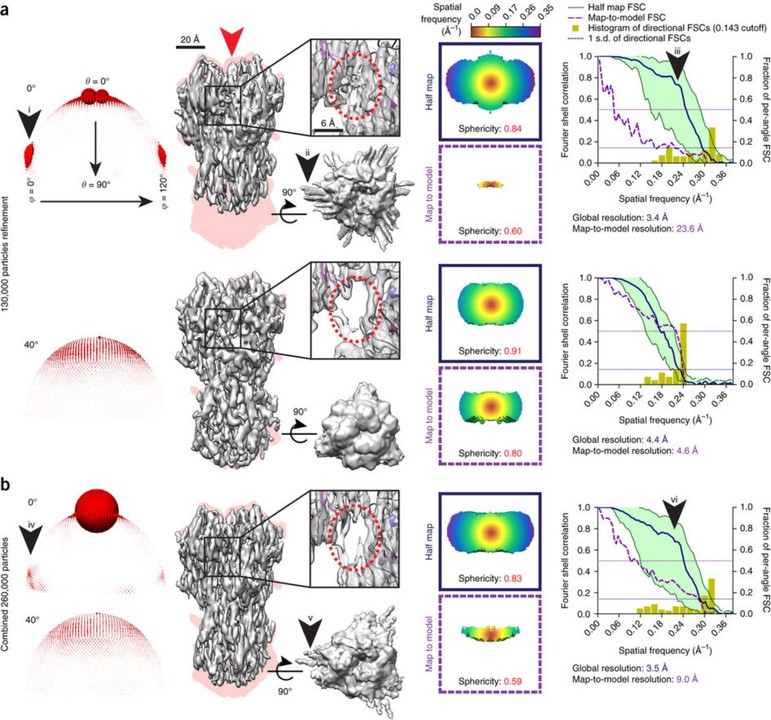 Addressing preferred specimen orientation in single-particle cryo-EM ... Addressing preferred specimen orientation in single-particle cryo-EM ...