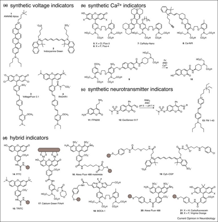 Synthetic and genetically encoded fluorescent neural activity indicators Synthetic and genetically encoded fluorescent neural activity indicators