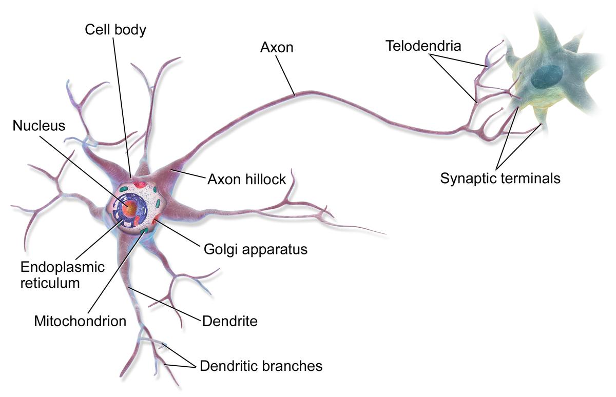 OMICS International USA on LinkedIn: #robustness #efficiency #neurons # ... OMICS International USA on LinkedIn: #robustness #efficiency #neurons # ...