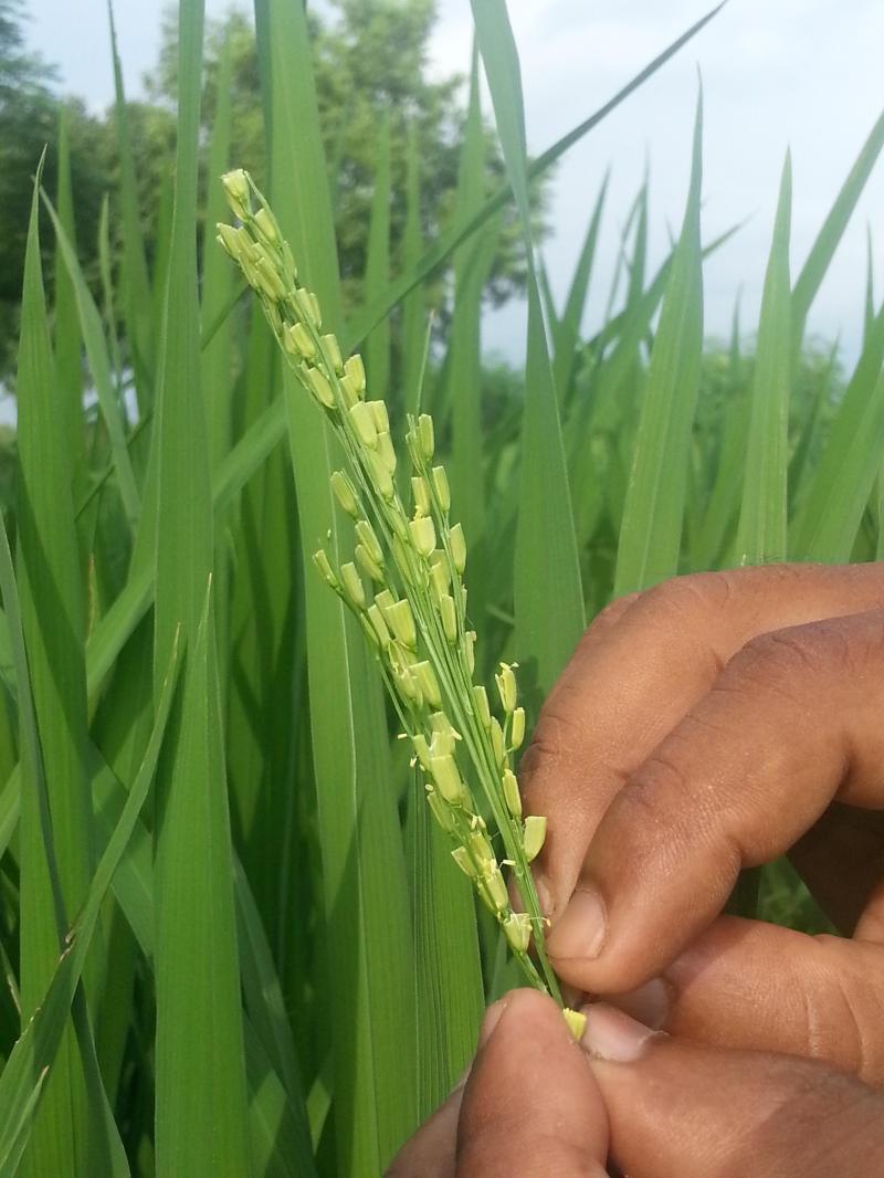 Sunil Ghimire on LinkedIn: Emasculation on Rice...!!! Sunil Ghimire on LinkedIn: Emasculation on Rice...!!!