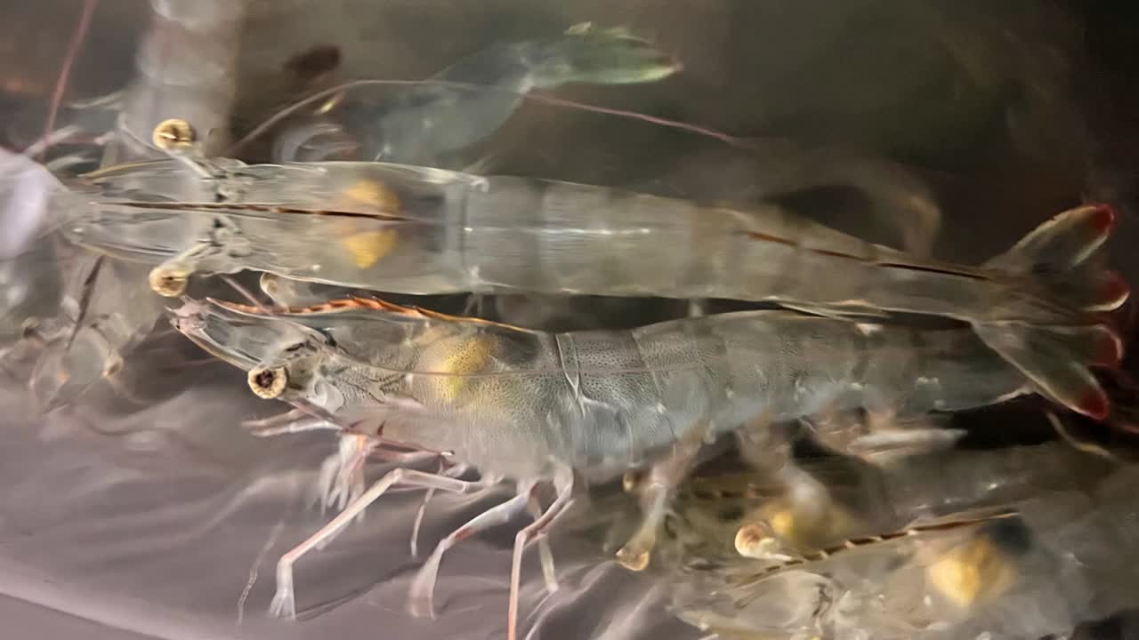 Balu Shanmugam on LinkedIn: Few Factors Determine Success at Shrimp ... Balu Shanmugam on LinkedIn: Few Factors Determine Success at Shrimp ...