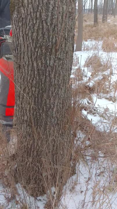 Kyle Duquaine on LinkedIn: Tom and I are felling ash trees that have ... Kyle Duquaine on LinkedIn: Tom and I are felling ash trees that have ...