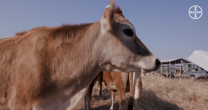 Dr.Alok Singh on LinkedIn: Cows Dr.Alok Singh on LinkedIn: Cows