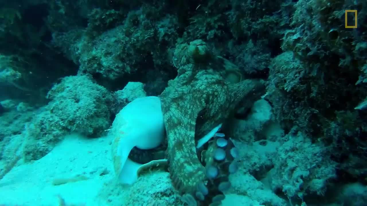 Ken Kuang on LinkedIn: 【Ten Curious Facts About Octopuses】 1) Octopuses ... Ken Kuang on LinkedIn: 【Ten Curious Facts About Octopuses】 1) Octopuses ...