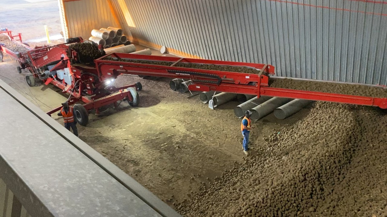 Potato harvest is going strong here in Washington. | Dennis Wright Potato harvest is going strong here in Washington. | Dennis Wright