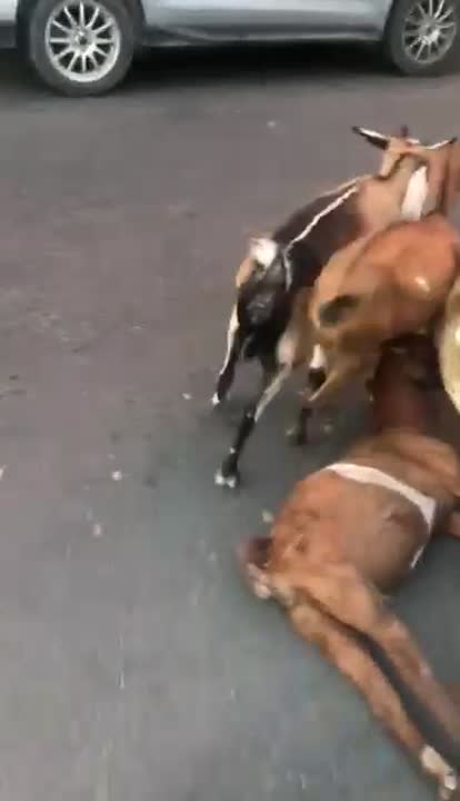 Ravi Narayanan P R on LinkedIn: Be Kind to Animals In this video one ... Ravi Narayanan P R on LinkedIn: Be Kind to Animals In this video one ...