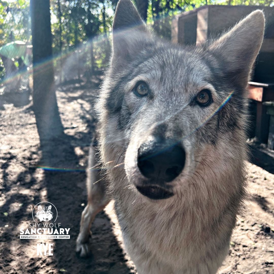 Shy Wolf Sanctuary Education & Experience Center on LinkedIn: # ... Shy Wolf Sanctuary Education & Experience Center on LinkedIn: # ...