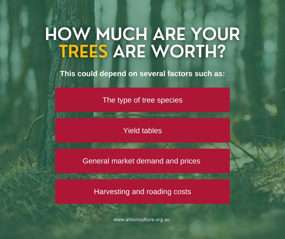 Rebecca James on LinkedIn: How much is your tree worth? Rebecca James on LinkedIn: How much is your tree worth?