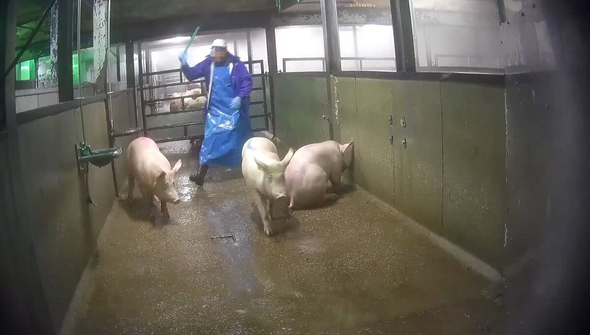 Weer gruwelijke beelden, wat is er met mijn aangifte gebeurd? Weer gruwelijke beelden, wat is er met mijn aangifte gebeurd?