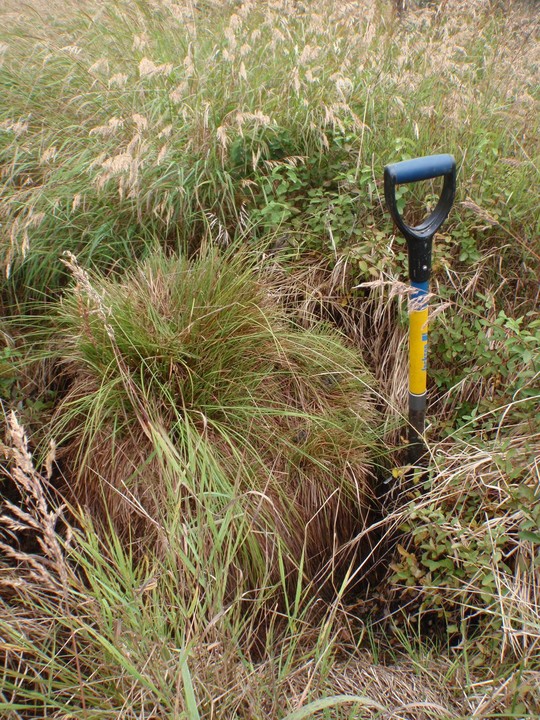 2016 National Wetland Plant List Update! 2016 National Wetland Plant List Update!