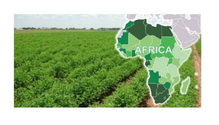 TRANSFORMING AFRICAN AGRICULTURE TRANSFORMING AFRICAN AGRICULTURE