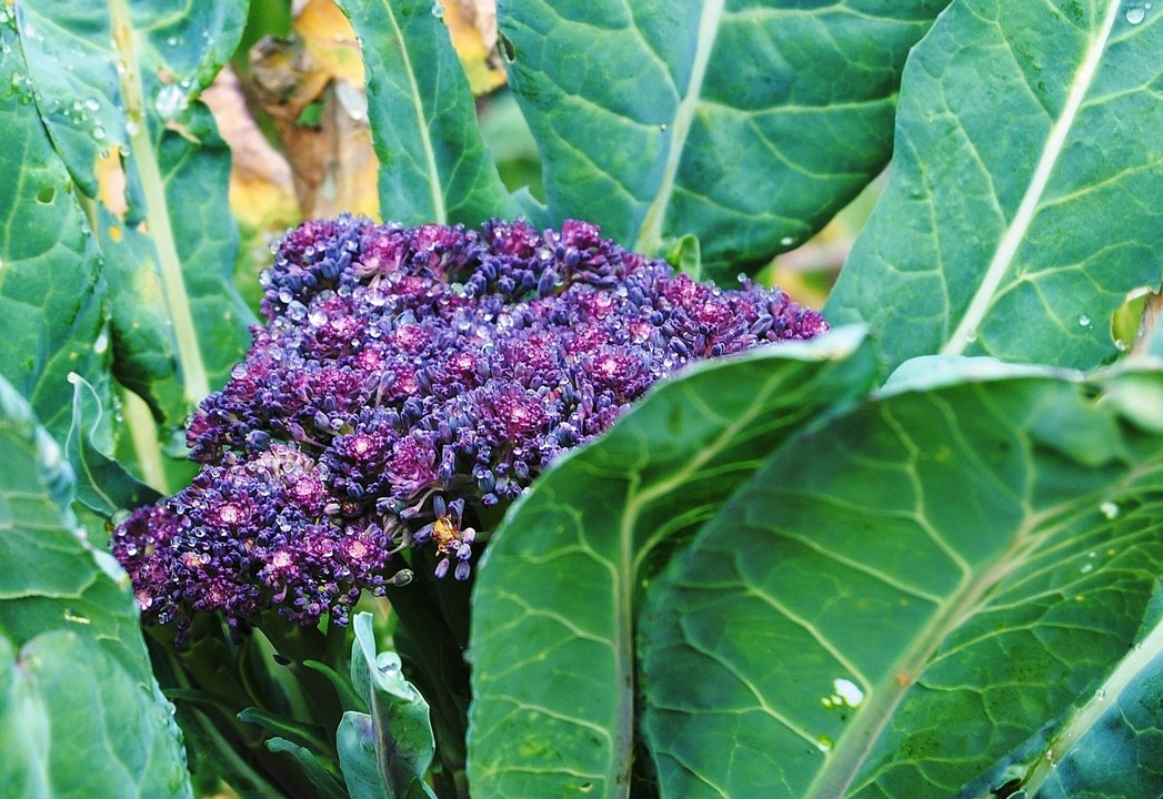 How to boost your plants vitality using soil beneficial microbes How to boost your plants vitality using soil beneficial microbes