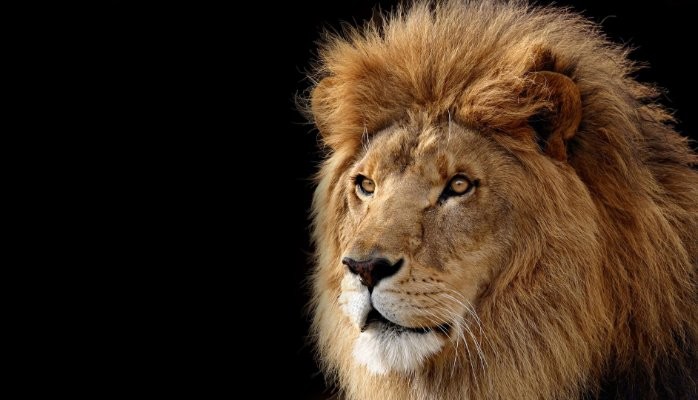 BRAVE BROWSER... Faster and More Secure Web Experience BRAVE BROWSER... Faster and More Secure Web Experience