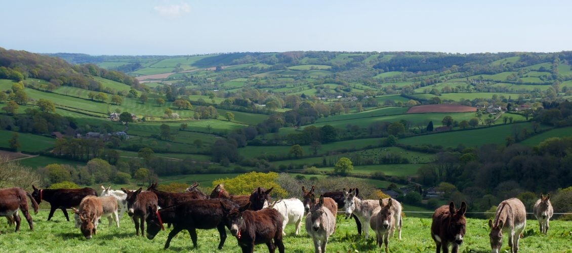 New Donkey Hospital officially opens its doors New Donkey Hospital officially opens its doors