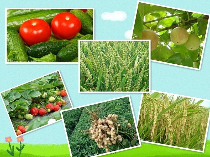 The function of the corn steep liquor powder The function of the corn steep liquor powder