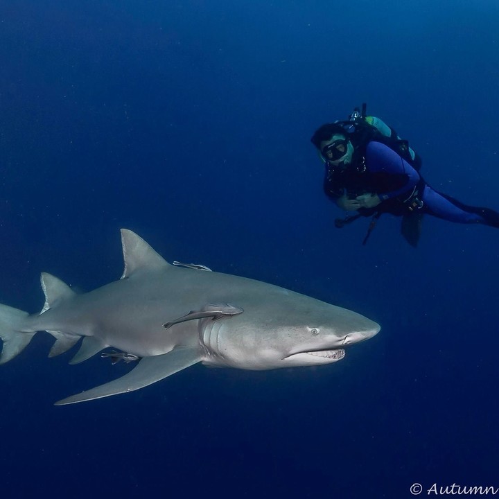 Lemon or Bull Shark: What Does Your Resume Say? Lemon or Bull Shark: What Does Your Resume Say?
